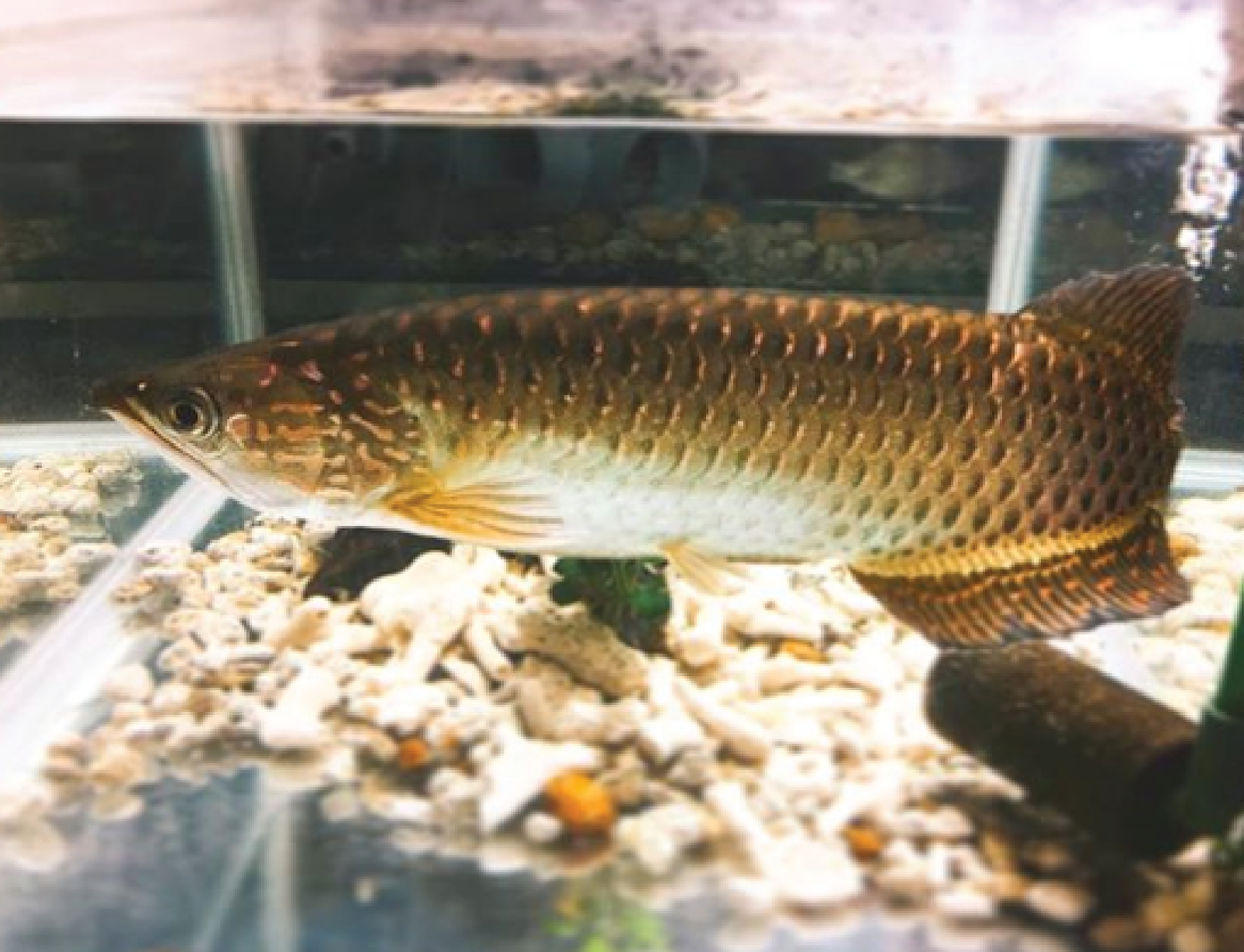 Arowana Jardini SI Ikan Naga Asli Papua - Nakama Aquatics