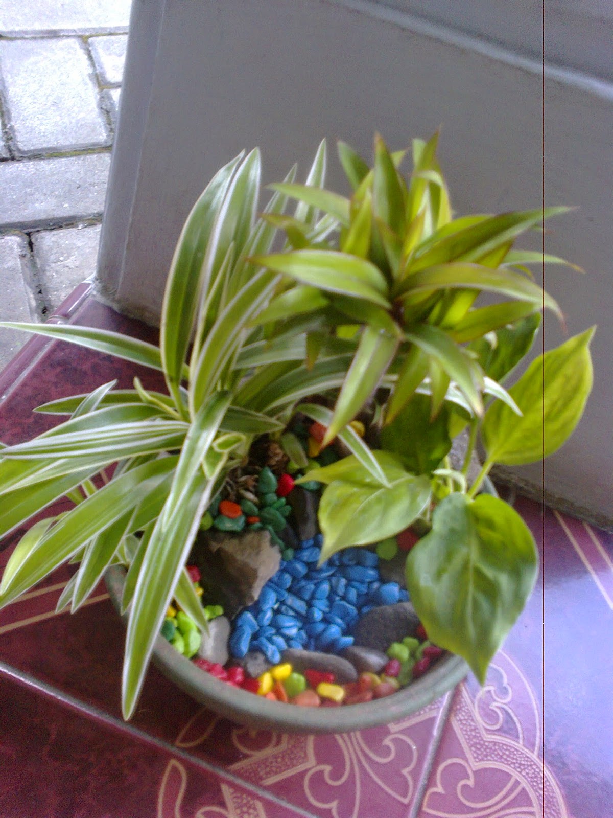 Galeri Iseng: Taman Mini Dalam Pot (Edisi: Simple)