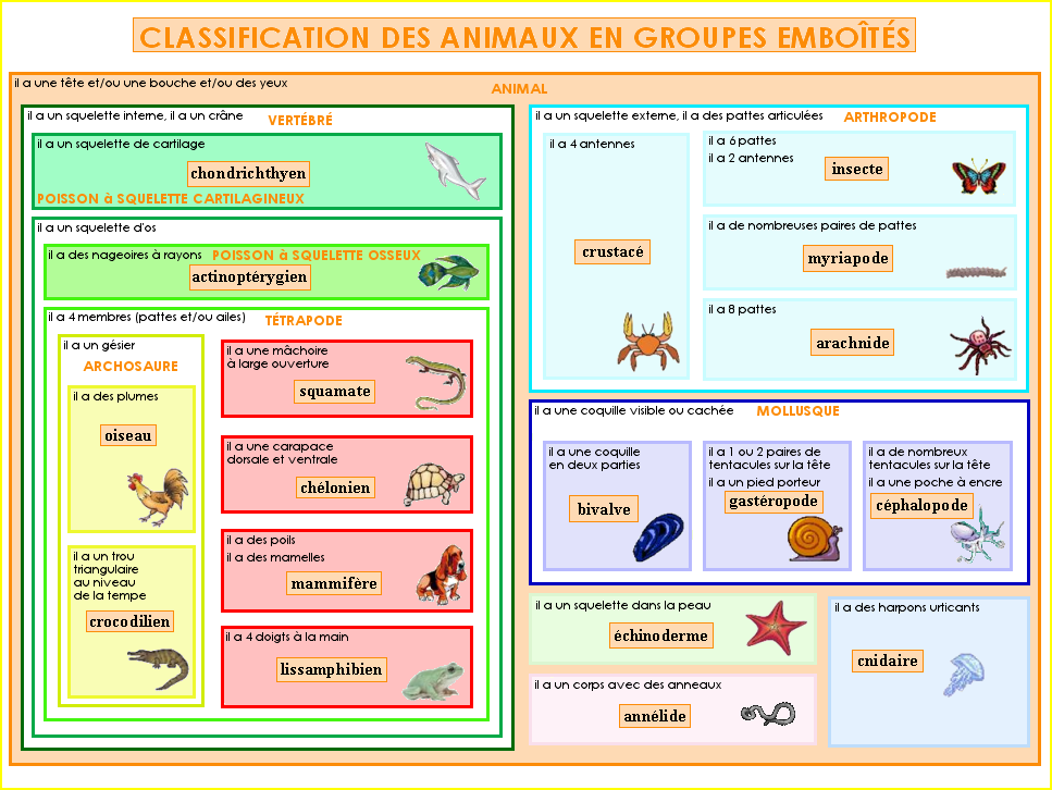 la classification des êtres vivants