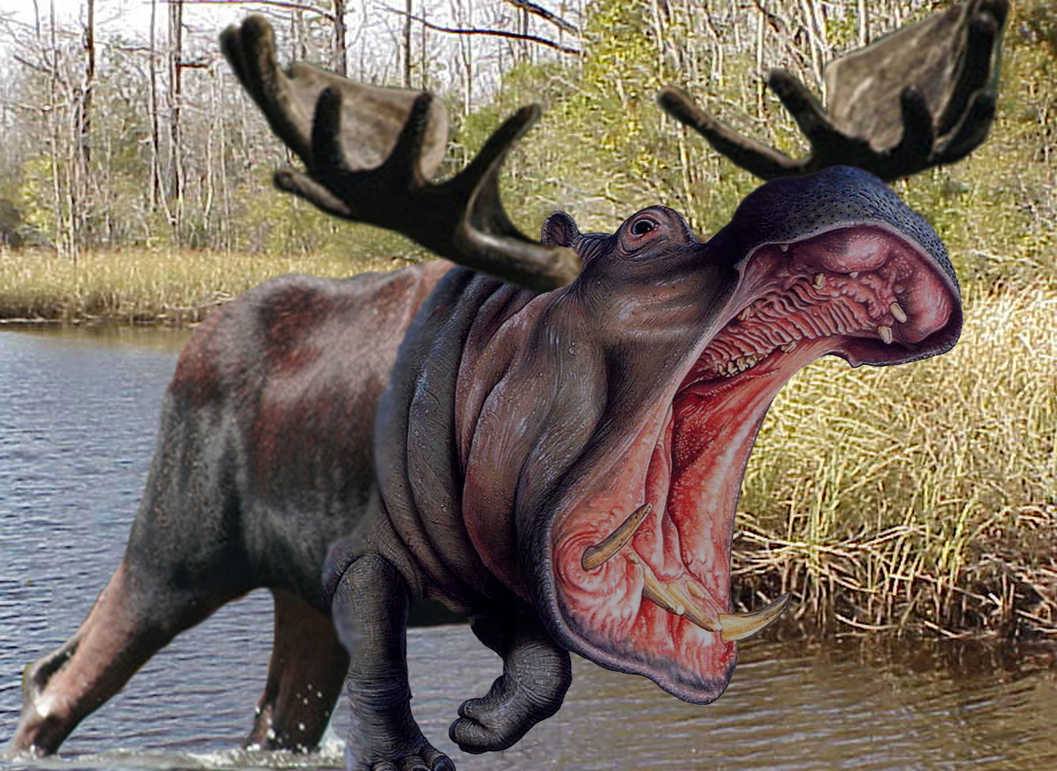 Hippoose!