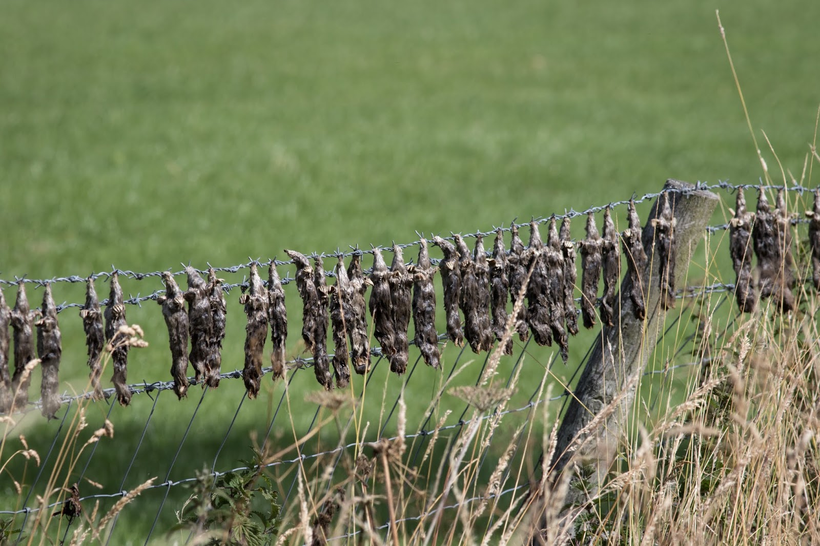 TrogTrogBlog: A mole catcher's gibbet