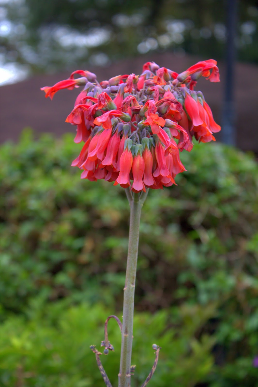 Something About Everything: Kenya : Plants