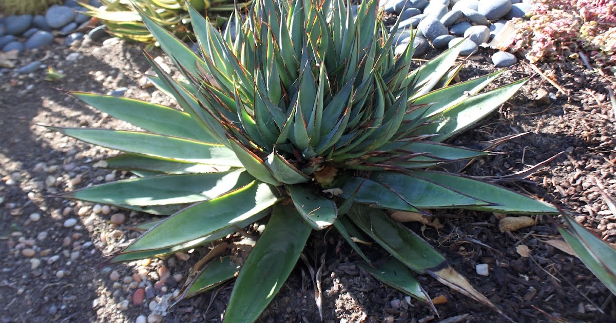 Odd looking Agave "Blue Glow" bulbils