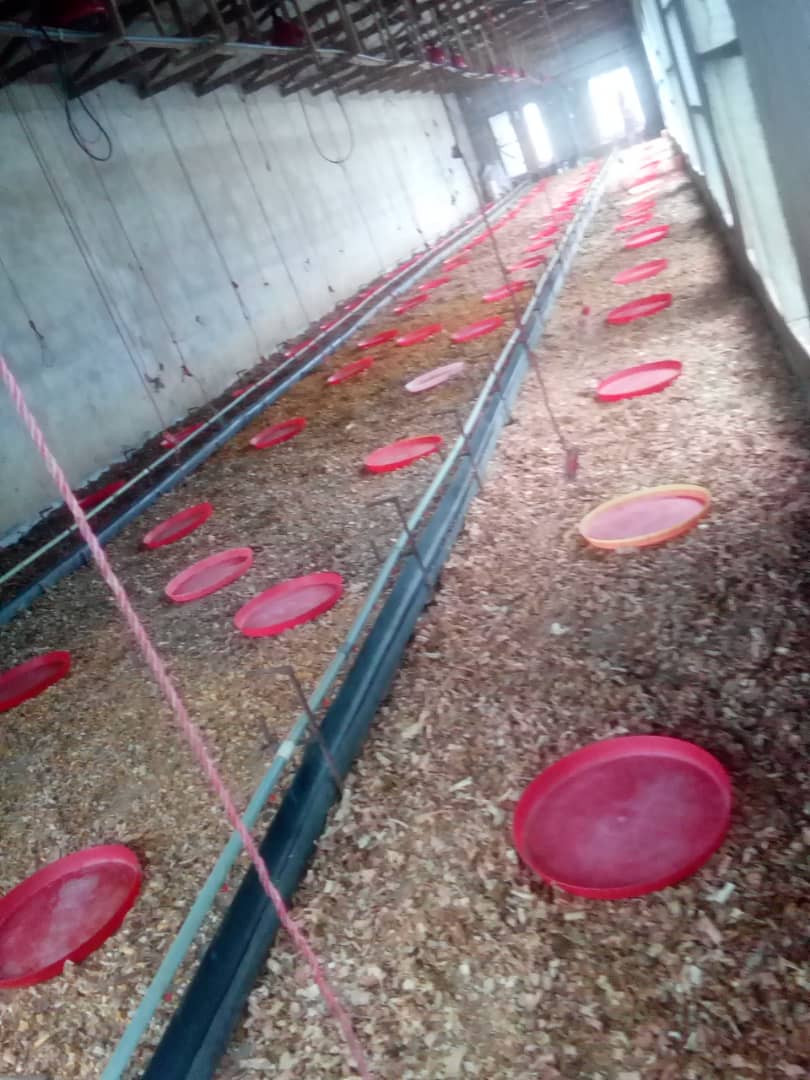 Alipinfo: BROODER HOUSE PREPARATION FOR CHICKS