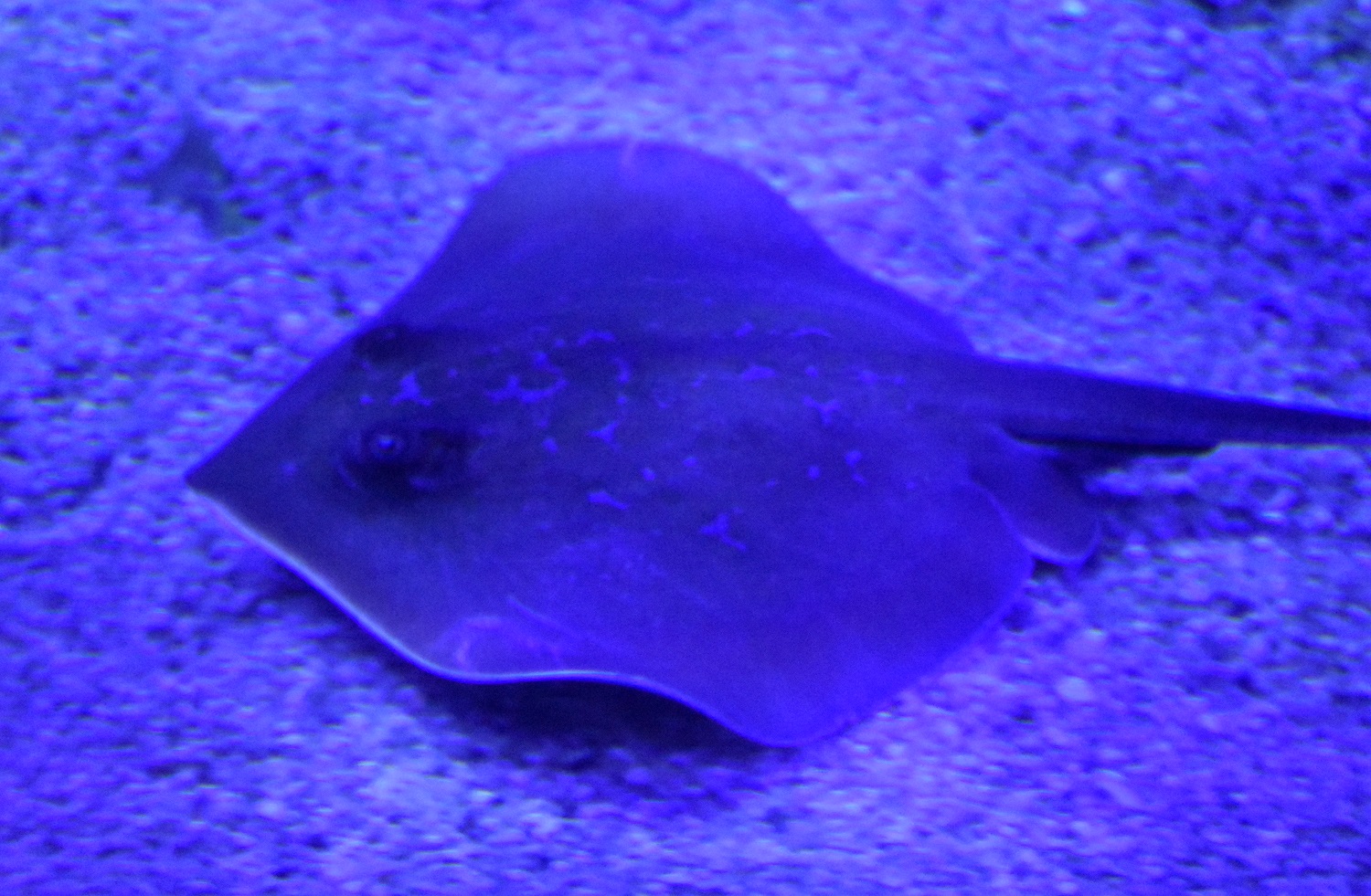 ZOOTOGRAFIANDO (6.100 ANIMALS): PASTINACA JASPEADA / MARBLED STINGRAY ...