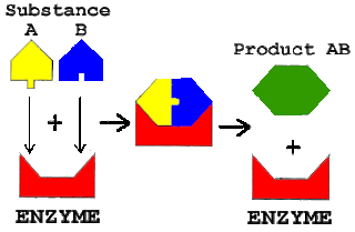 My Baby: Apa Itu Enzim