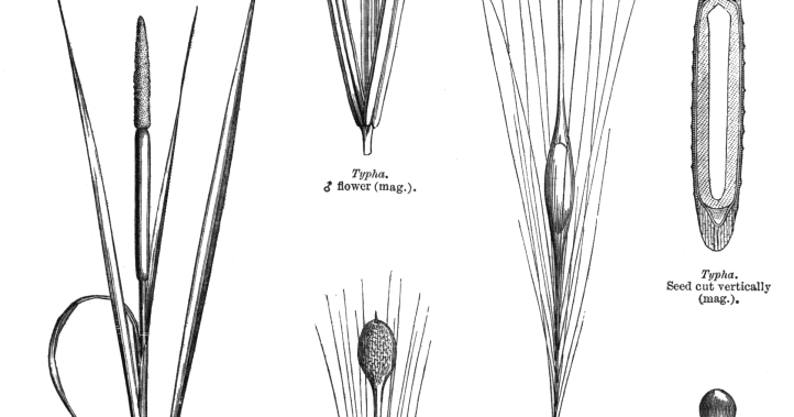 PLANT FAMILIES OF PUERTO RICO AND FLORIDA PAPO VIVES: TYPHACEAE NÚM 144 ...