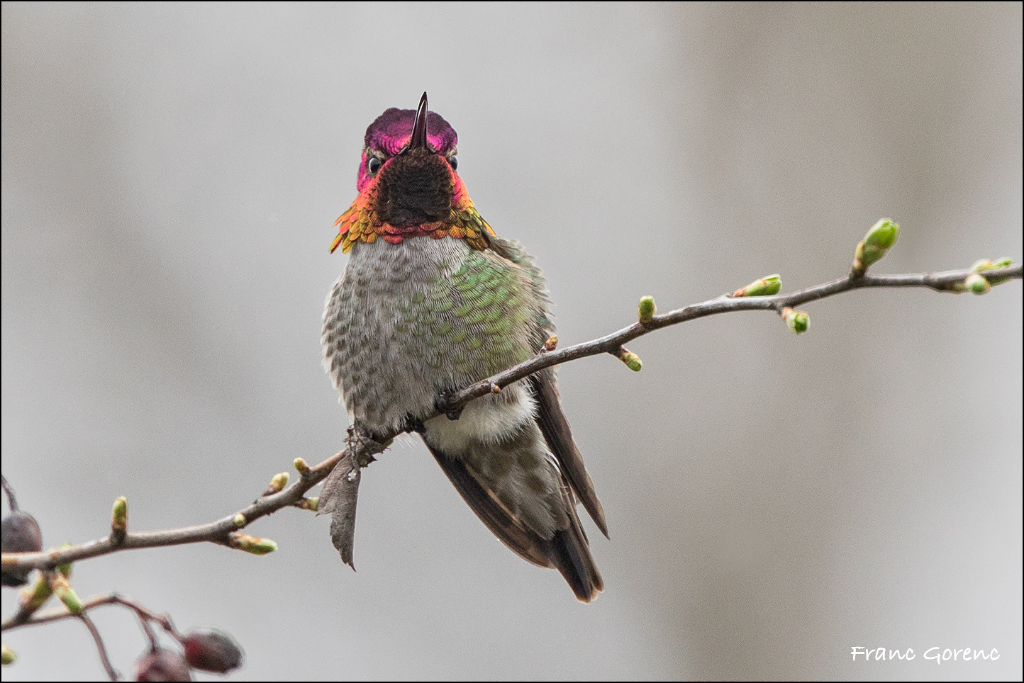 The Hummingbirds of Vancouver Island - Travels With Birds