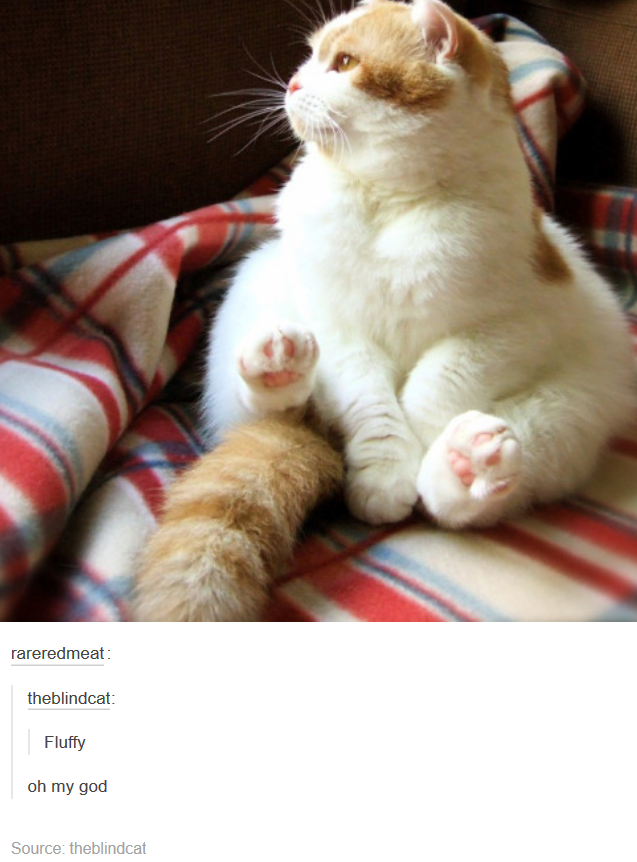 New cat memes compilation 2018