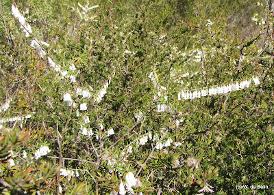 Sydney's Wildflowers and Native Plants: Leucopogon fletcheri subsp ...