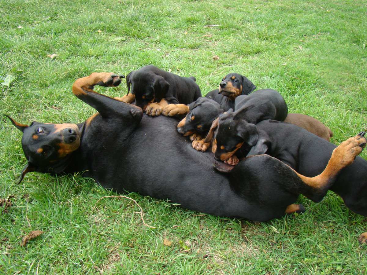 Razas de Perros: Doberman