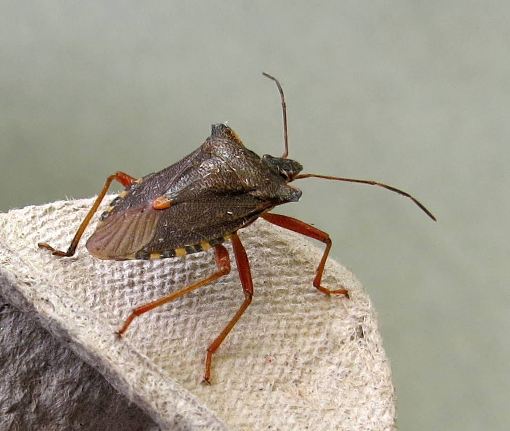 Gwdihw 2011: Twice in a Blue Moon