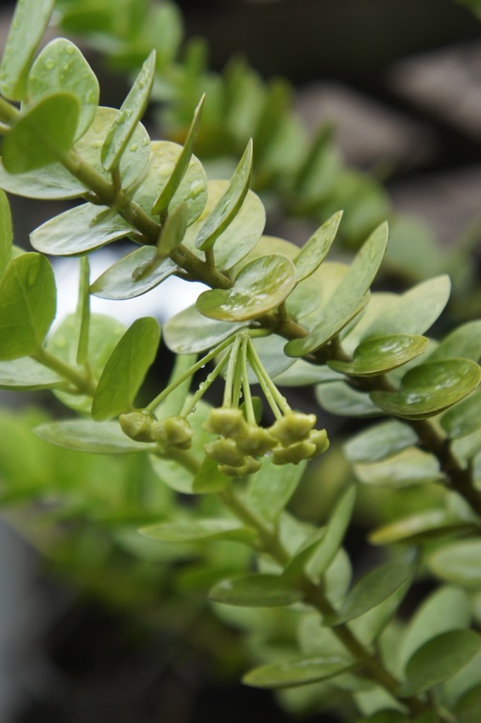 OUR PHILIPPINE TREES: My Cut Flower Hoya
