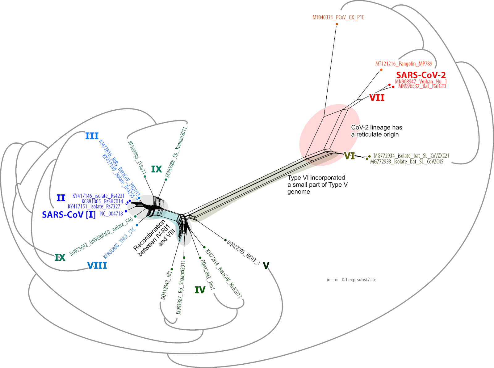 The Genealogical World of Phylogenetic Networks: Hack and fish ... for ... The Genealogical World of Phylogenetic Networks: Hack and fish ... for ...