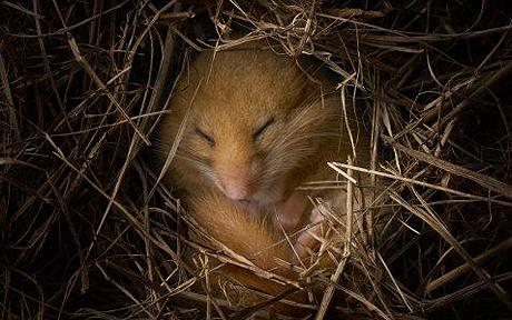 Dormouse