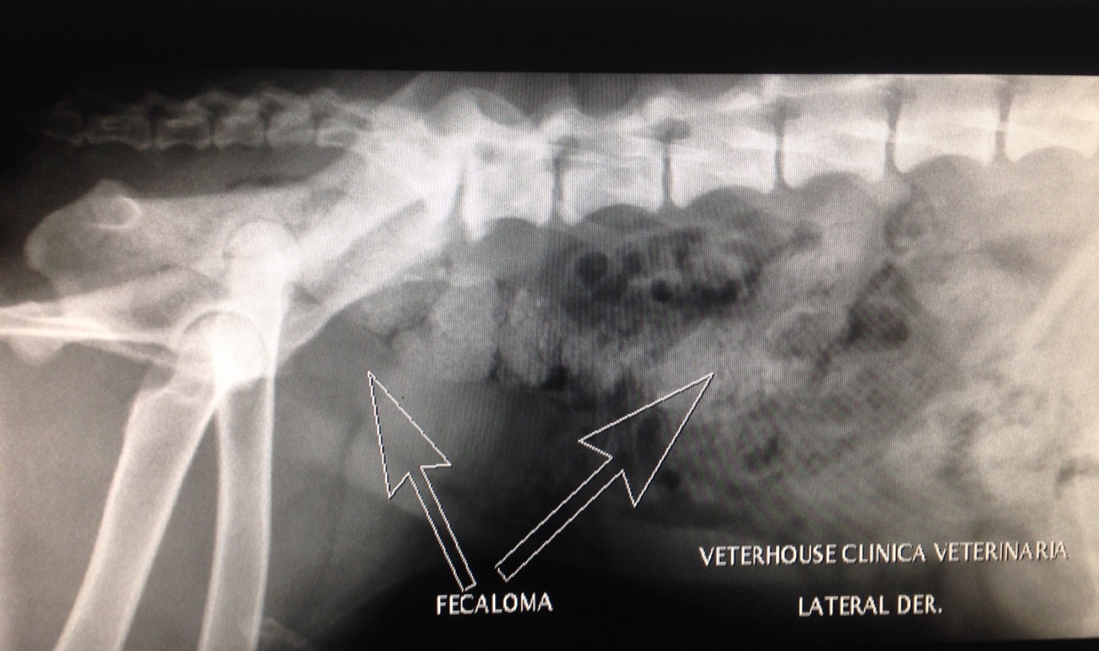 !Peligro! Ingestión de huesos