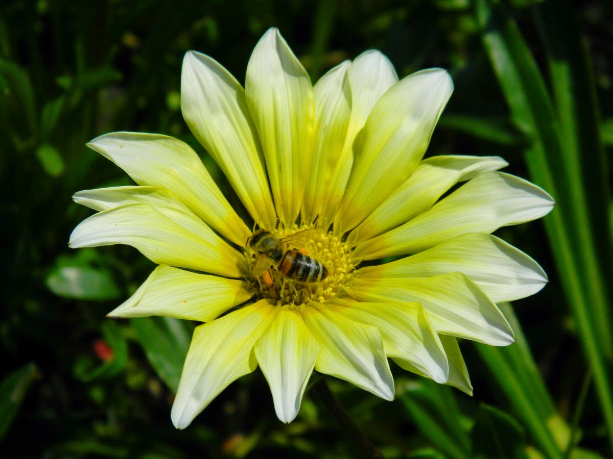 LA MULTI ANI, ROMANIA!: Insecte pe stelute