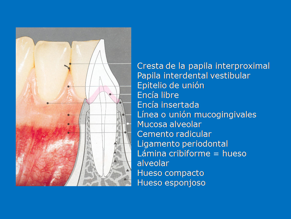 LA PERIODONCIA