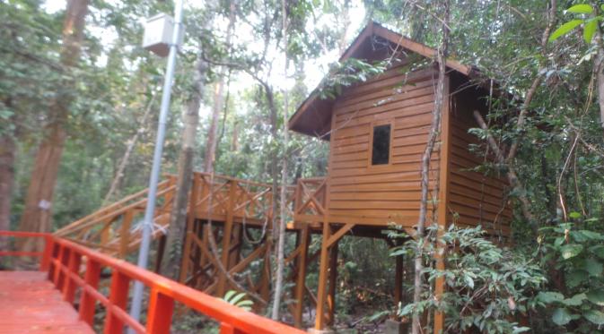 Eksotisme Hutan Pelawan Pulau Bangka | Publish Content