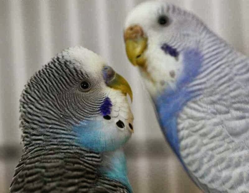 Picture World: Badrika Bird...