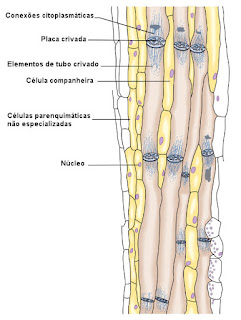 BIOLOGIA PARA A VIDA : FISIOLOGIA VEGETAL