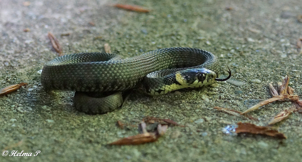 Helma's natuurfoto's: Ringslang (Natrix natrix).......
