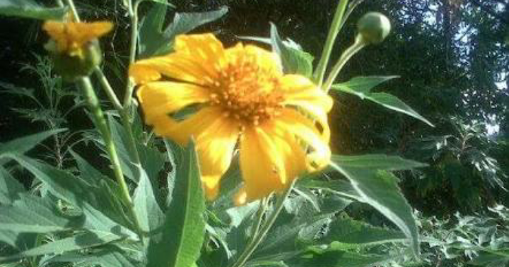 marnosiagian.blogspot.com.Berisi Cerita Batak,Legenda di Tanah Batak ...