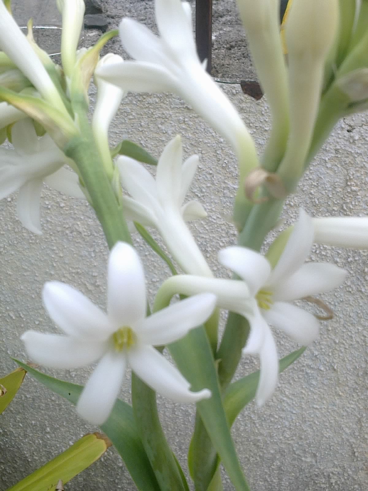 Plants Growing In My Potted Garden.: How To Grow And Care For Mexican ...