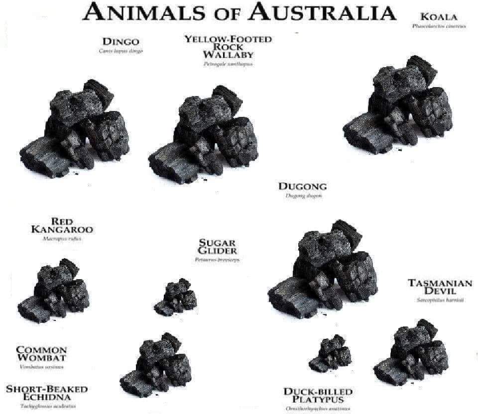 Eaton Rapids Joe: Identifying the Animals of Australia (Chart)