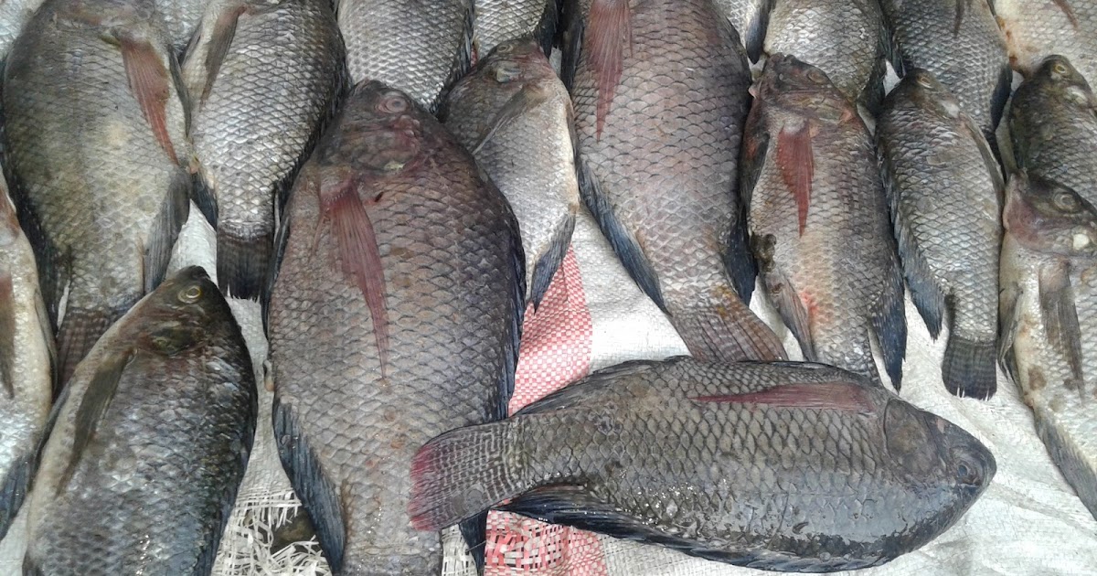 Let's Eat Fish (LEFi): The health benefits of eating white fish