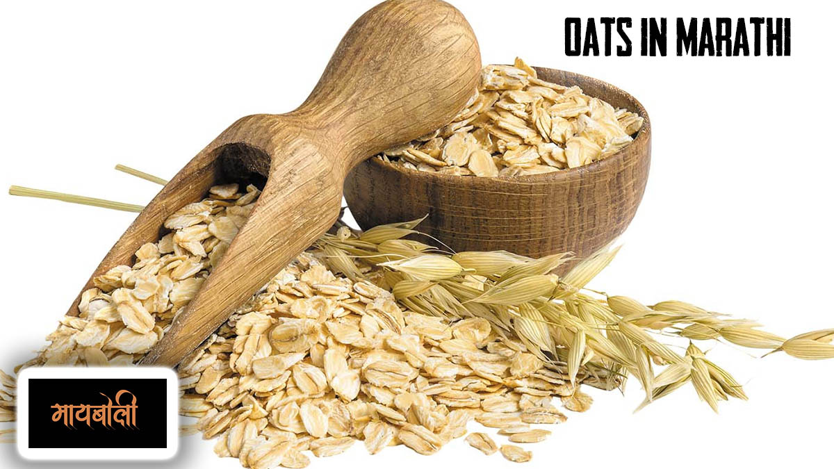 Oats Meaning In Marathi 