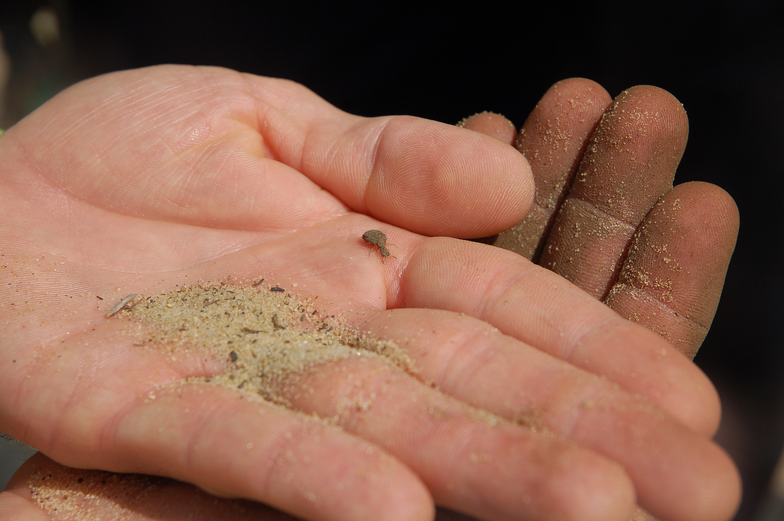 Real Monstrosities: Antlion