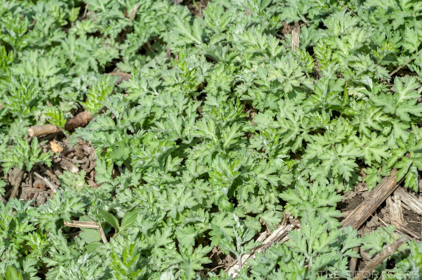 The 3 Foragers: Foraging for Wild, Natural, Organic Food: Mugwort ...