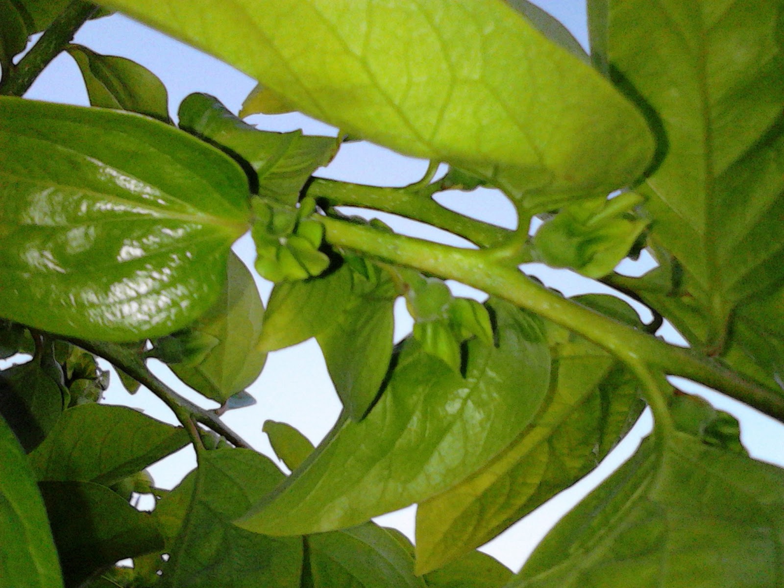 A Minha Pequena Horta: Dióspireiro em flor