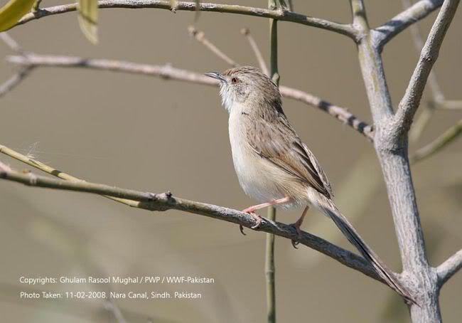 Gambar macam-macam Ciblek | Info Burung Kicauan
