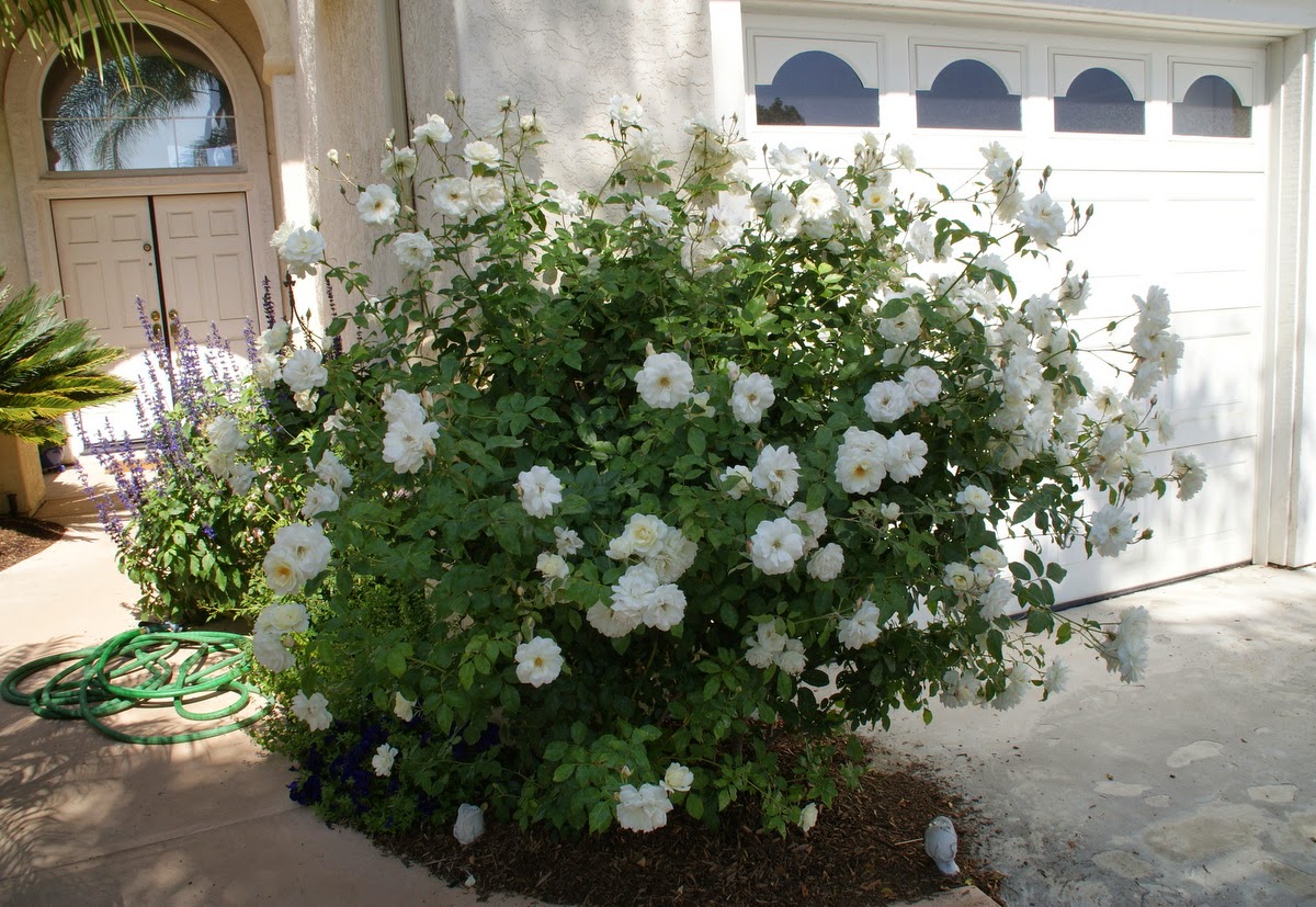 Organic Garden Dreams: June Roses