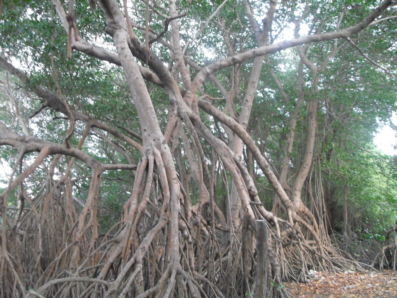 Colombia: Manglar