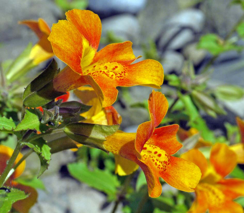 CABINET OF CURIOSITIES: Monkey flowers: summer opportunists when river ...