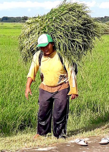 Manipud Kadagiti Editor ti Bannawag: Mannalon ken Mangngalap Manipud Kadagiti Editor ti Bannawag: Mannalon ken Mangngalap