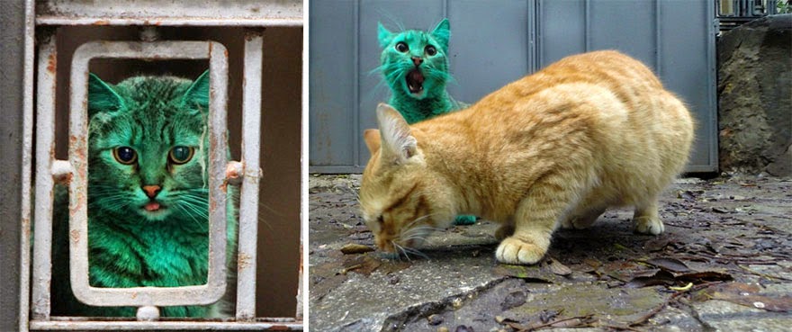 Un gato verde en Bulgaria. - Mundo Feliz
