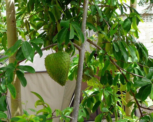 SIRSAK : Tanaman Anti Kanker