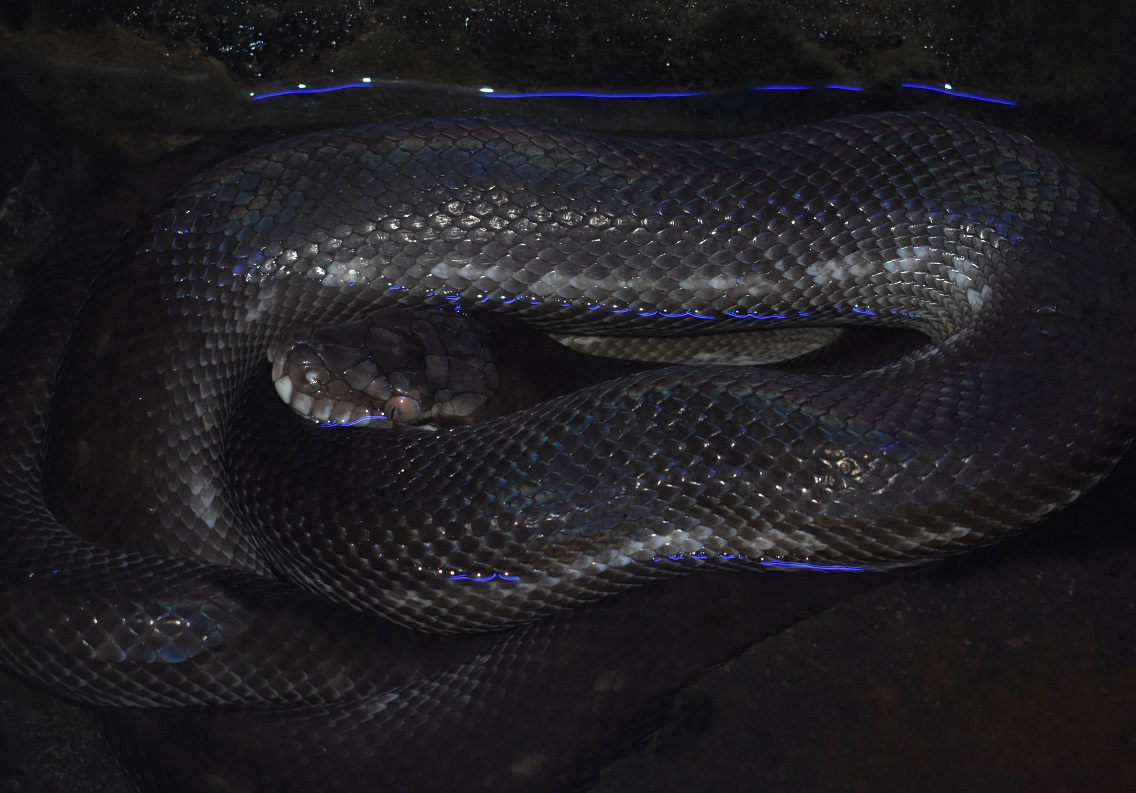 ZOOTOGRAFIANDO (6.100 ANIMALS): PITÓN DE TANIMBAR / TANIMBAR PYTHON ...