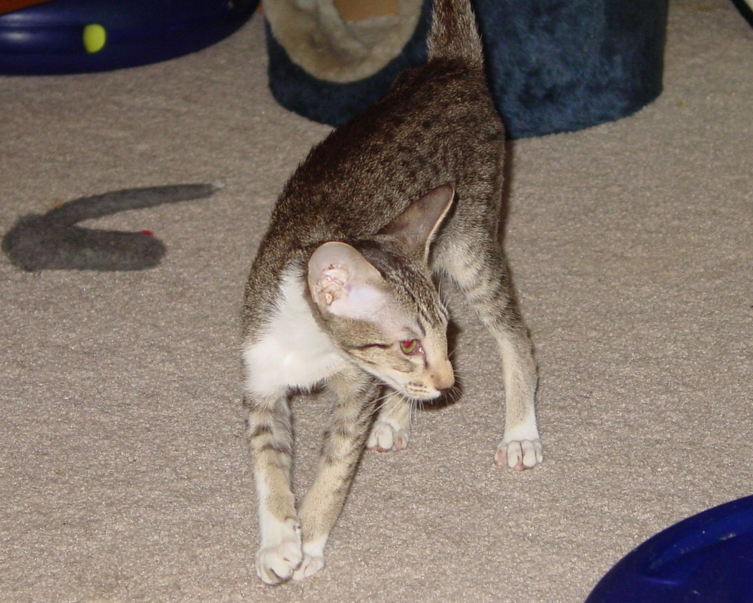 Oriental Shorthair at Monrovia Cattery