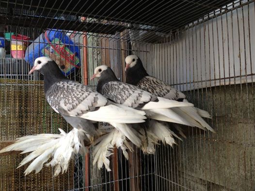 World of Pigeons and Doves: Saxon Monk