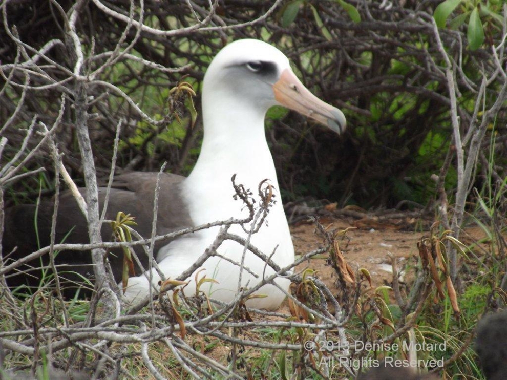 LAYSAN ALBATROSS