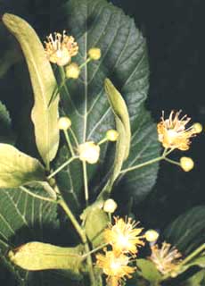 Grădinăresc cu inima: Teiul - arborele care vindeca sufletul