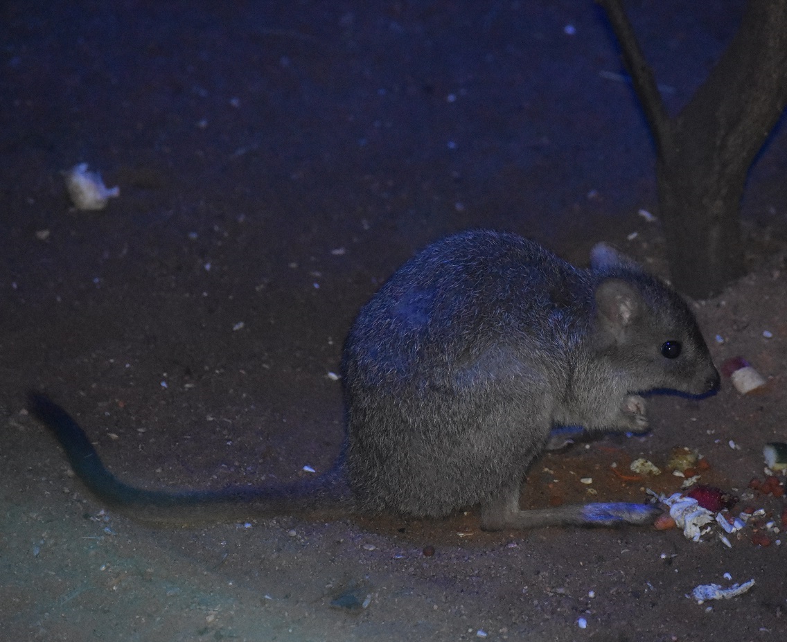 ZOOTOGRAFIANDO (6.100 ANIMALS): RATA CANGURO DE COLA PELUDA / WESTERN ...