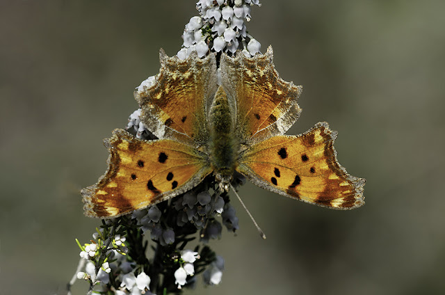 Butterflies of Turkey