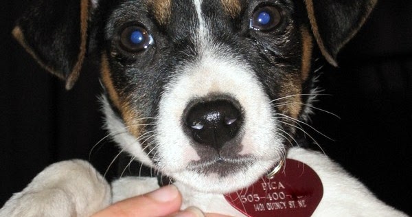 The Greatest Dog Ever, Pica