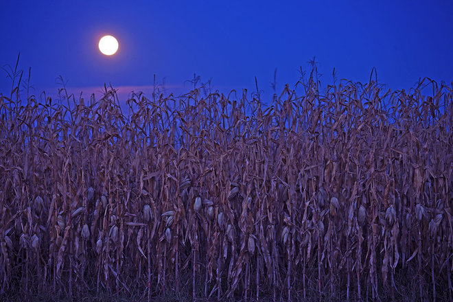 White Wolf : Full Corn Moon: What You Need to Know About September's ...